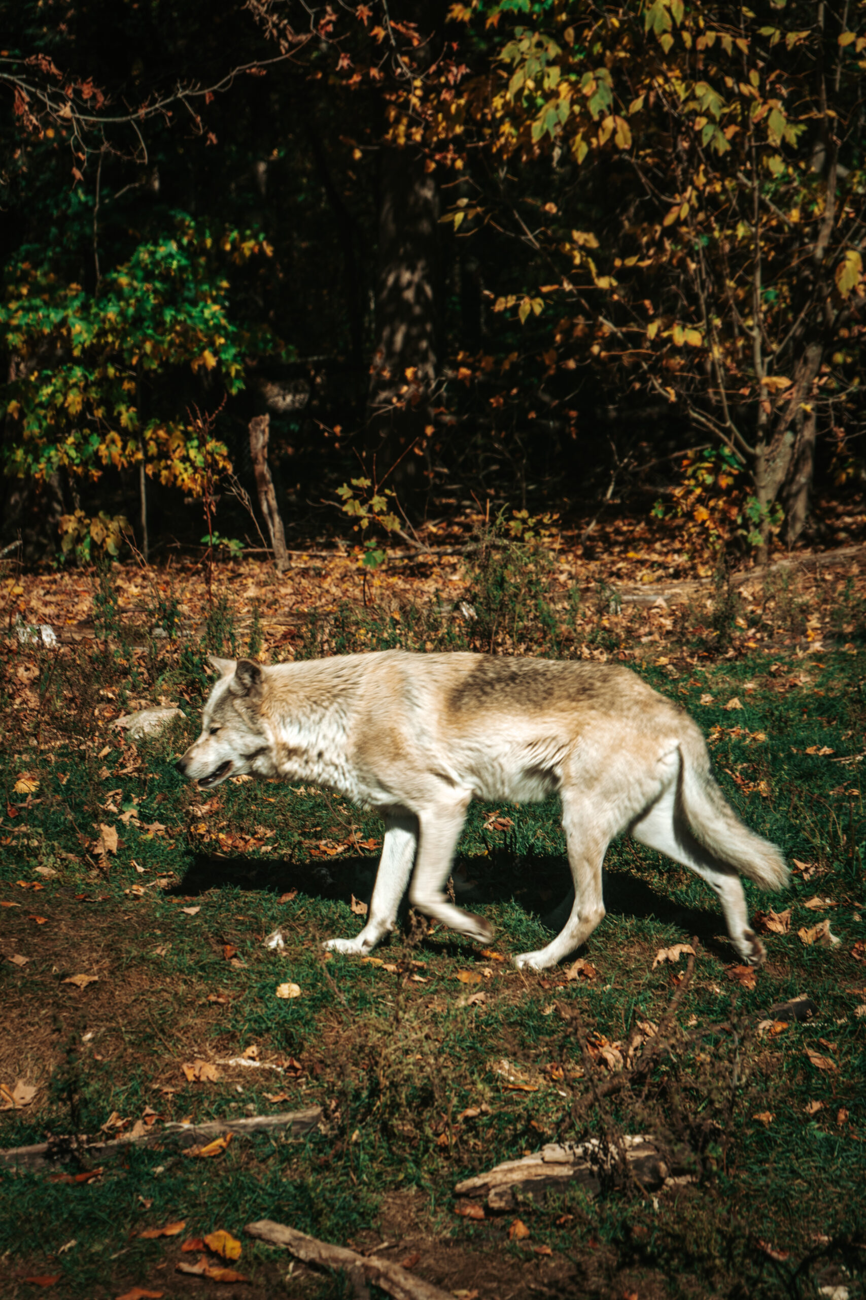Top Things to Do in Haliburton : A Complete Guide to Haliburton Highlands