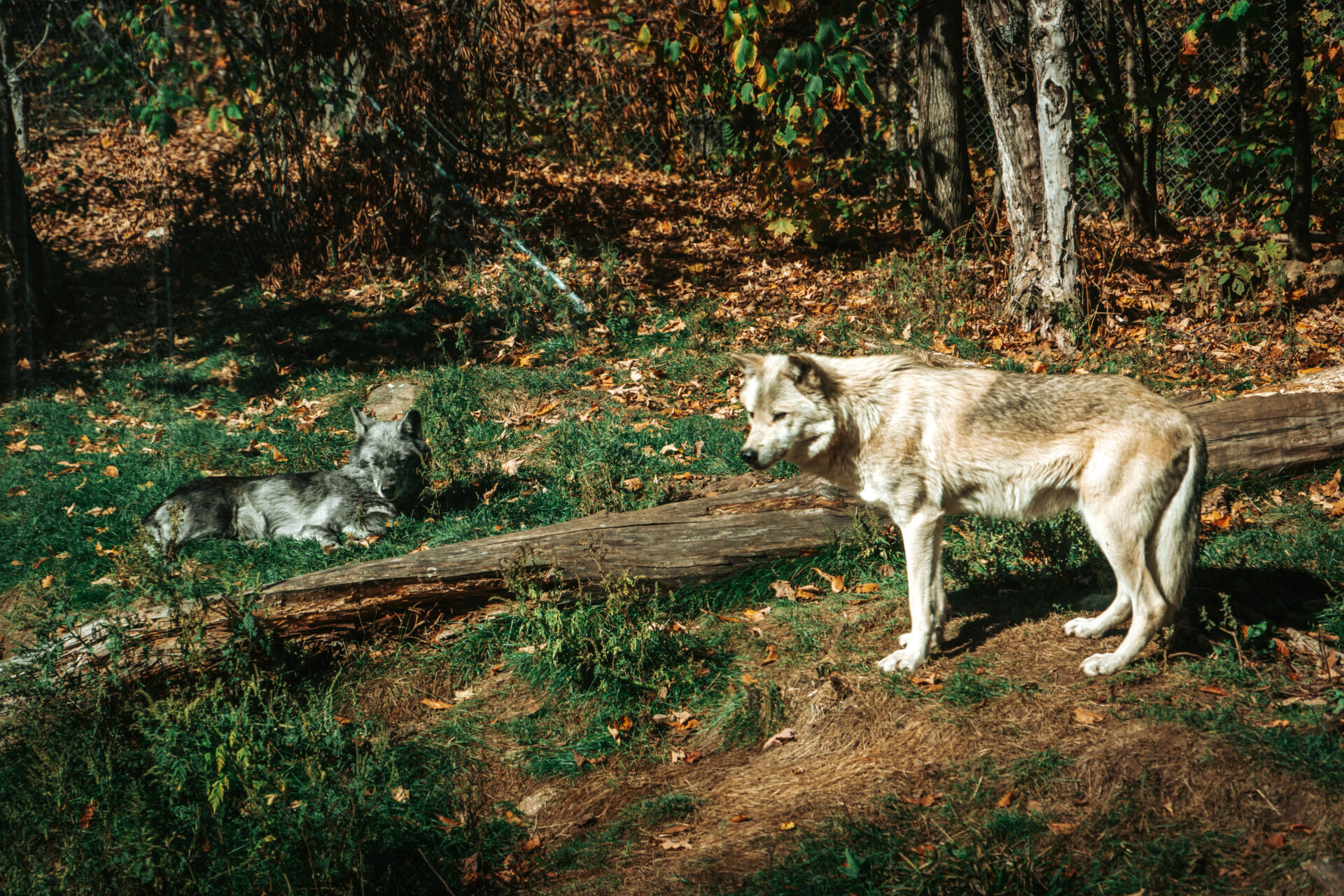 Top Things to Do in Haliburton : A Complete Guide to Haliburton Highlands